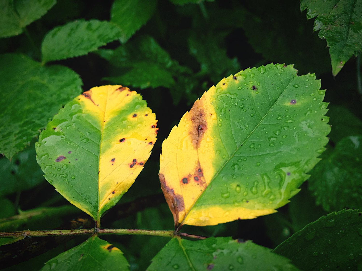 GINKMEDIS - Nauda, naudojimas, šalutinis poveikis ir dar daugiau ...