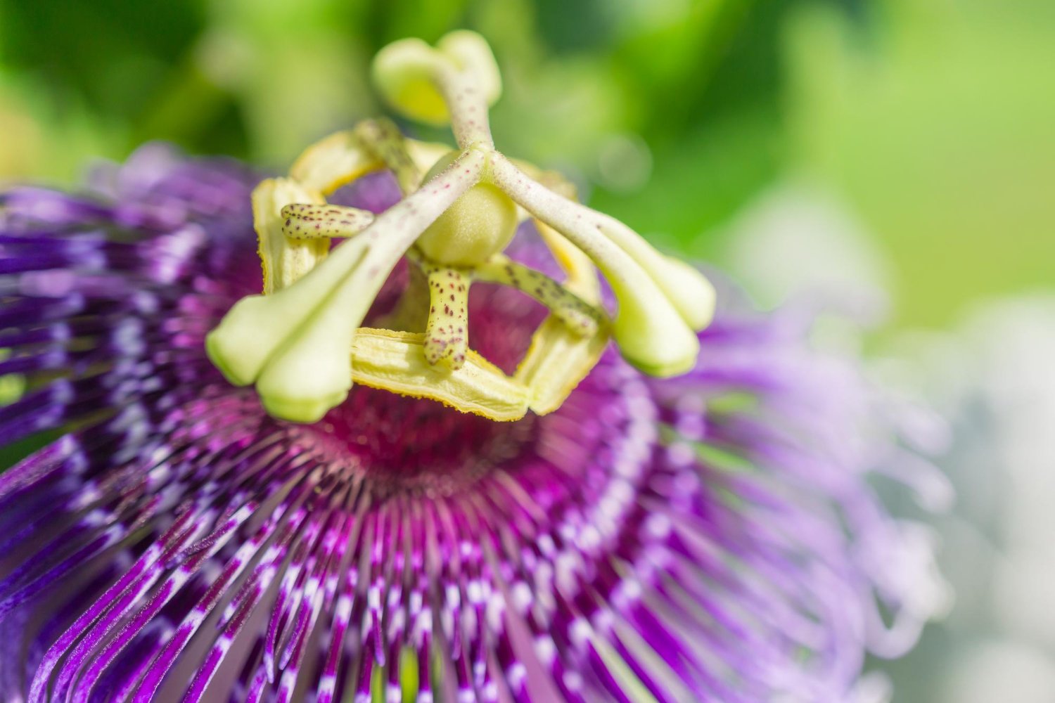 PASIFLORAS - nauda, naudojimas, šalutinis poveikis ir dar daugiau ...